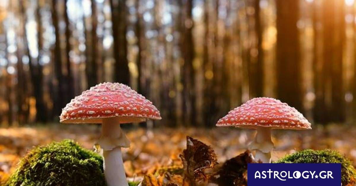Διάβασε ΔΩΡΕΑΝ την προσωπική σου πρόβλεψη, για σήμερα 06/11/2022 ...