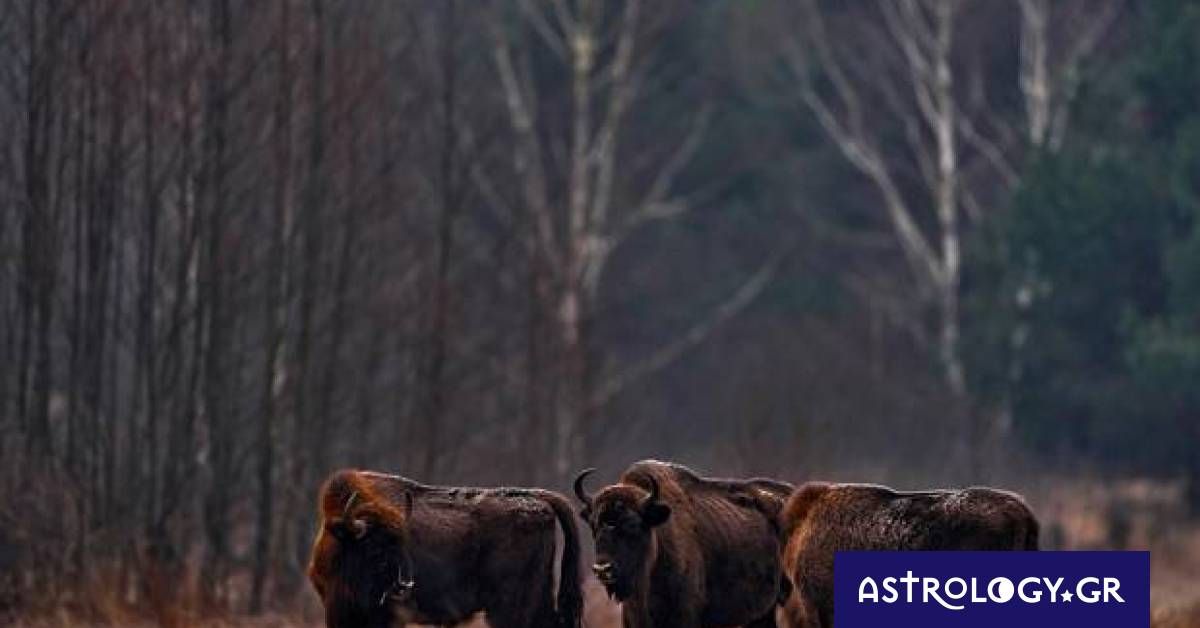 Διάβασε ΔΩΡΕΑΝ την προσωπική σου πρόβλεψη, για σήμερα 09/11/2022 ...