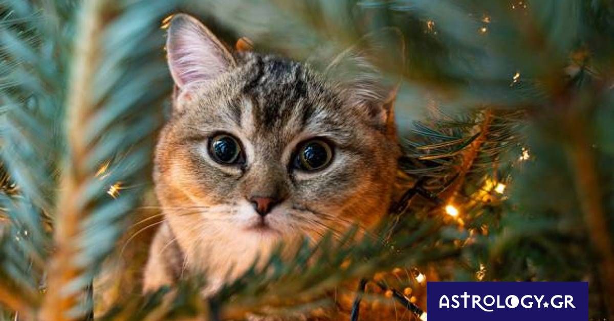 Διάβασε ΔΩΡΕΑΝ την προσωπική σου πρόβλεψη, για σήμερα 25/12/2022 ...