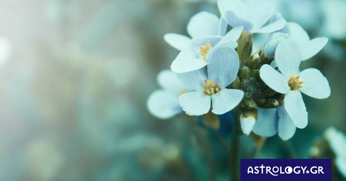 Ονειροκρίτης: Είδες όνειρο με λουλούδια; - Astrology.gr